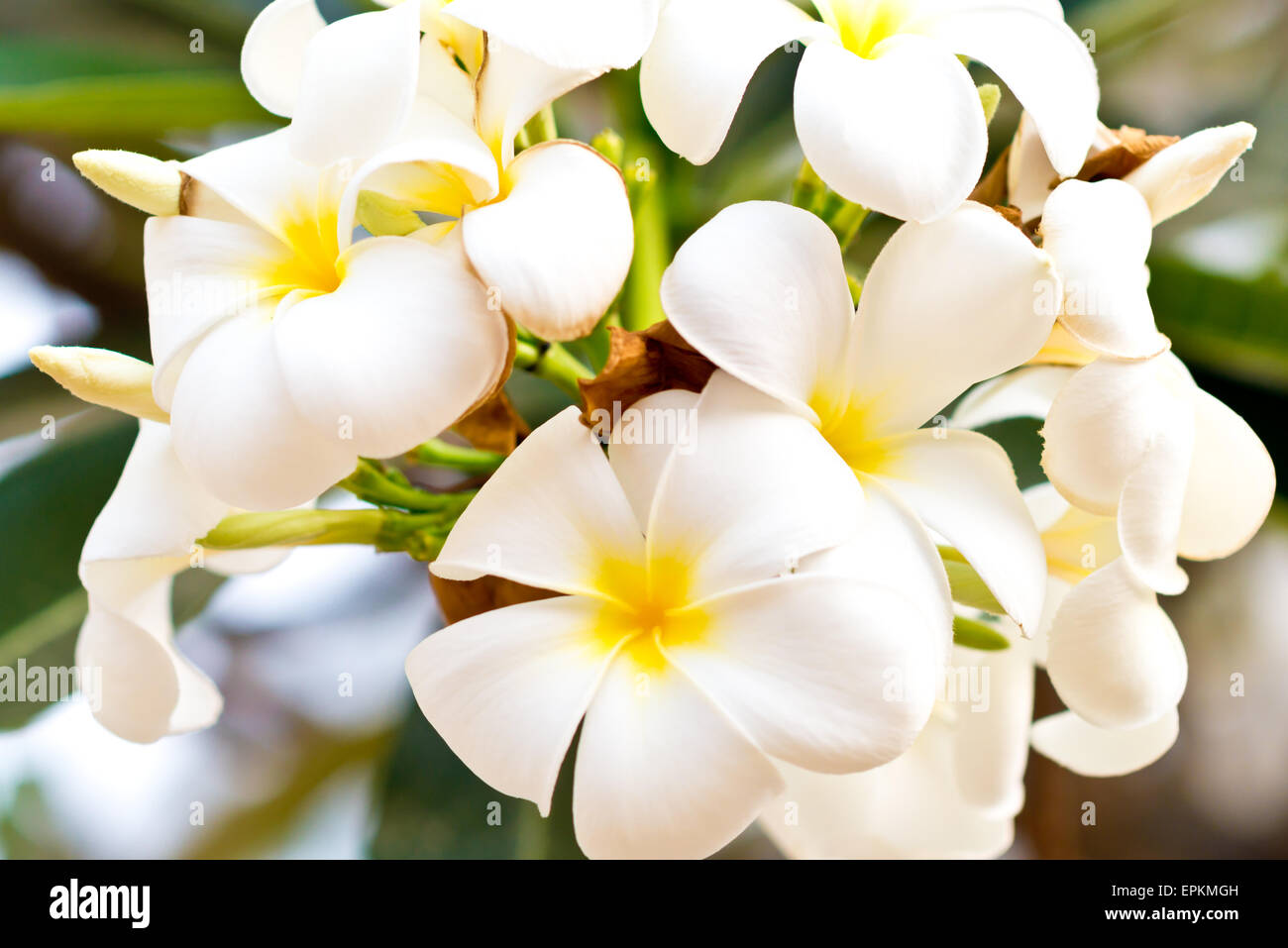 Thai frangipani tree hi-res stock photography and images - Alamy