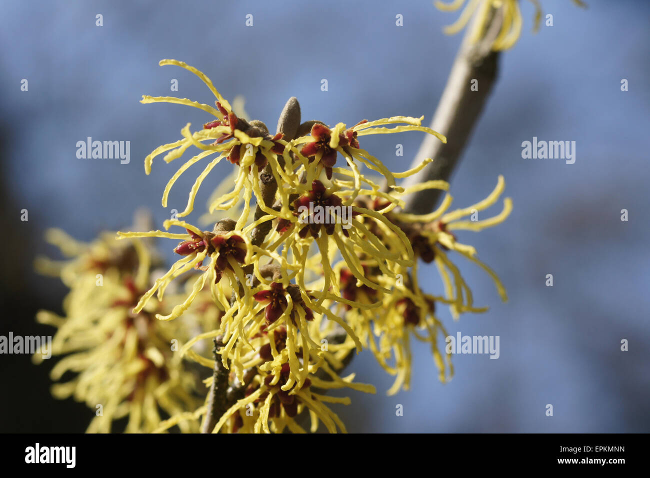 Chinese winter hazel hi-res stock photography and images - Alamy