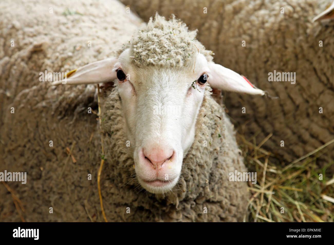 Sheep cote hi-res stock photography and images - Alamy