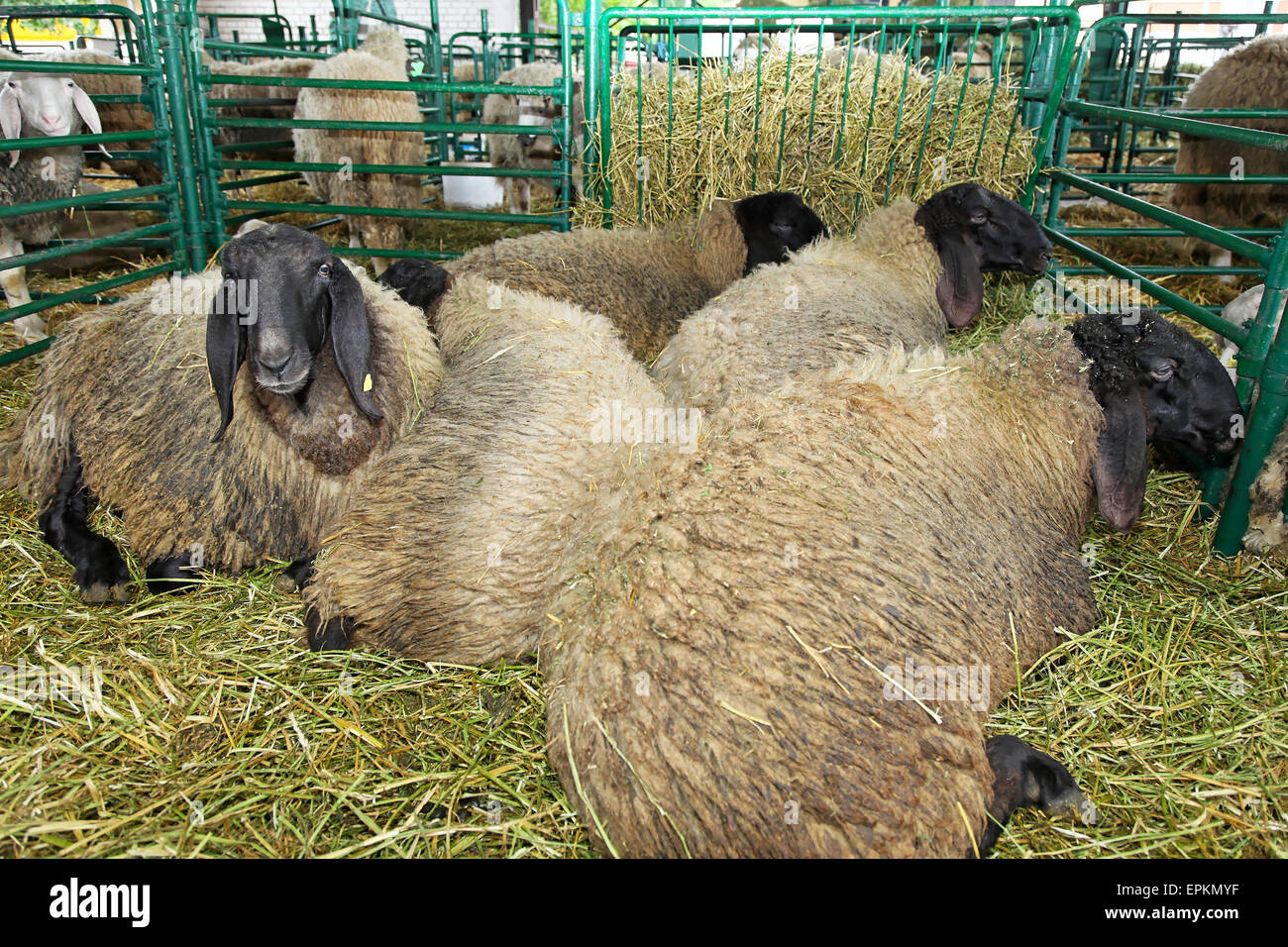Sheep cote hi-res stock photography and images - Alamy