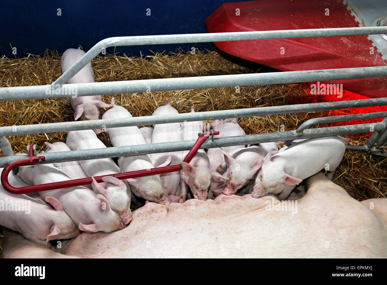 Pig Cote Stock Photos & Pig Cote Stock Images - Alamy