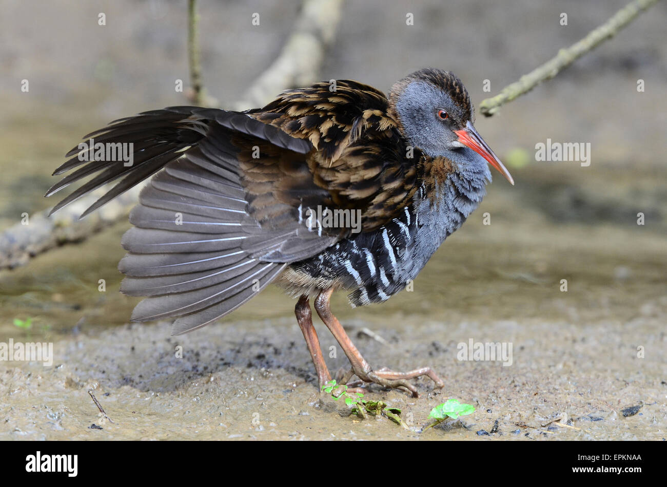 Fluffing their feathers hi-res stock photography and images - Alamy