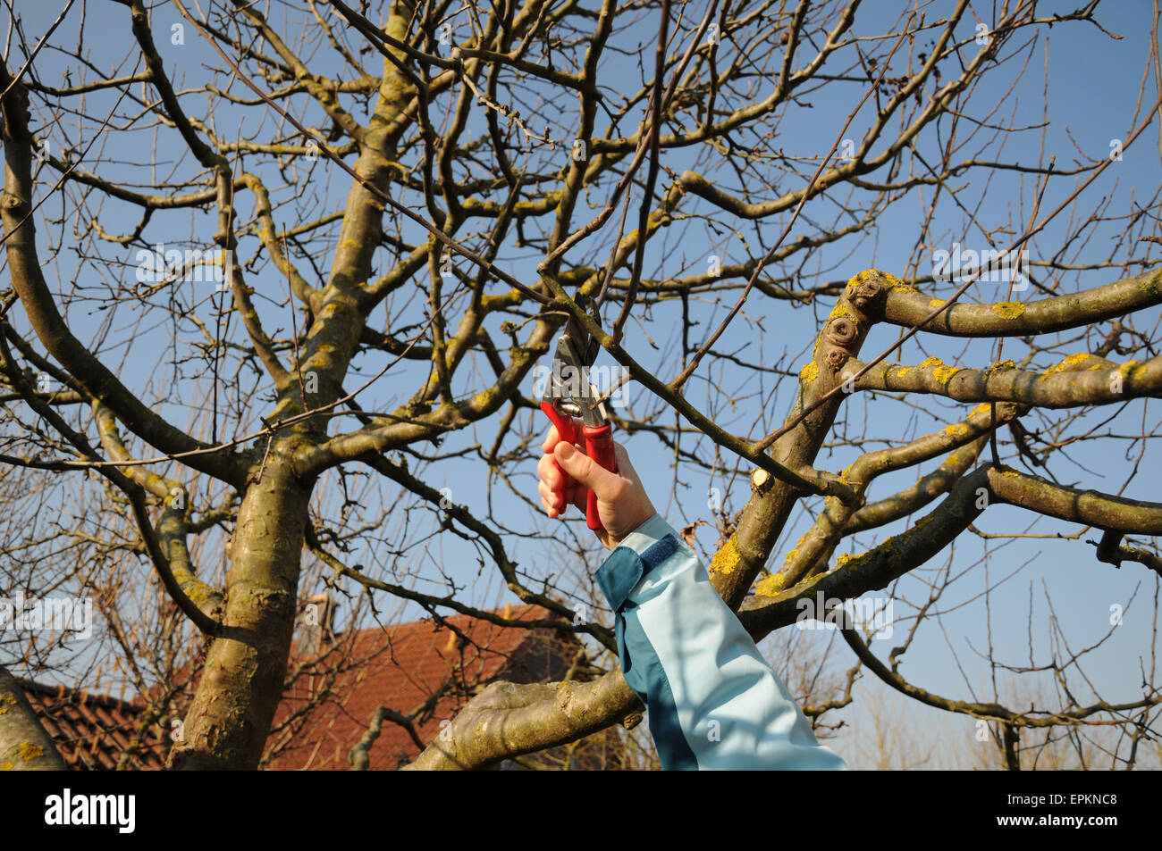 Apple tree pruning Stock Photo - Alamy