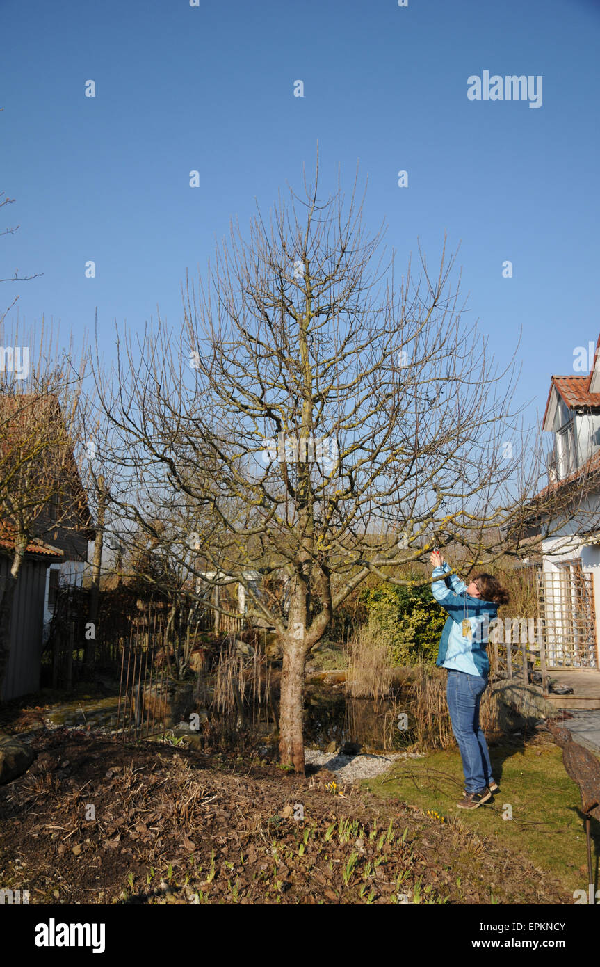 Apple tree pruning Stock Photo - Alamy