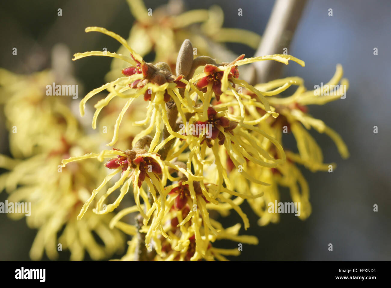 Chinese witch hazel hi-res stock photography and images - Alamy