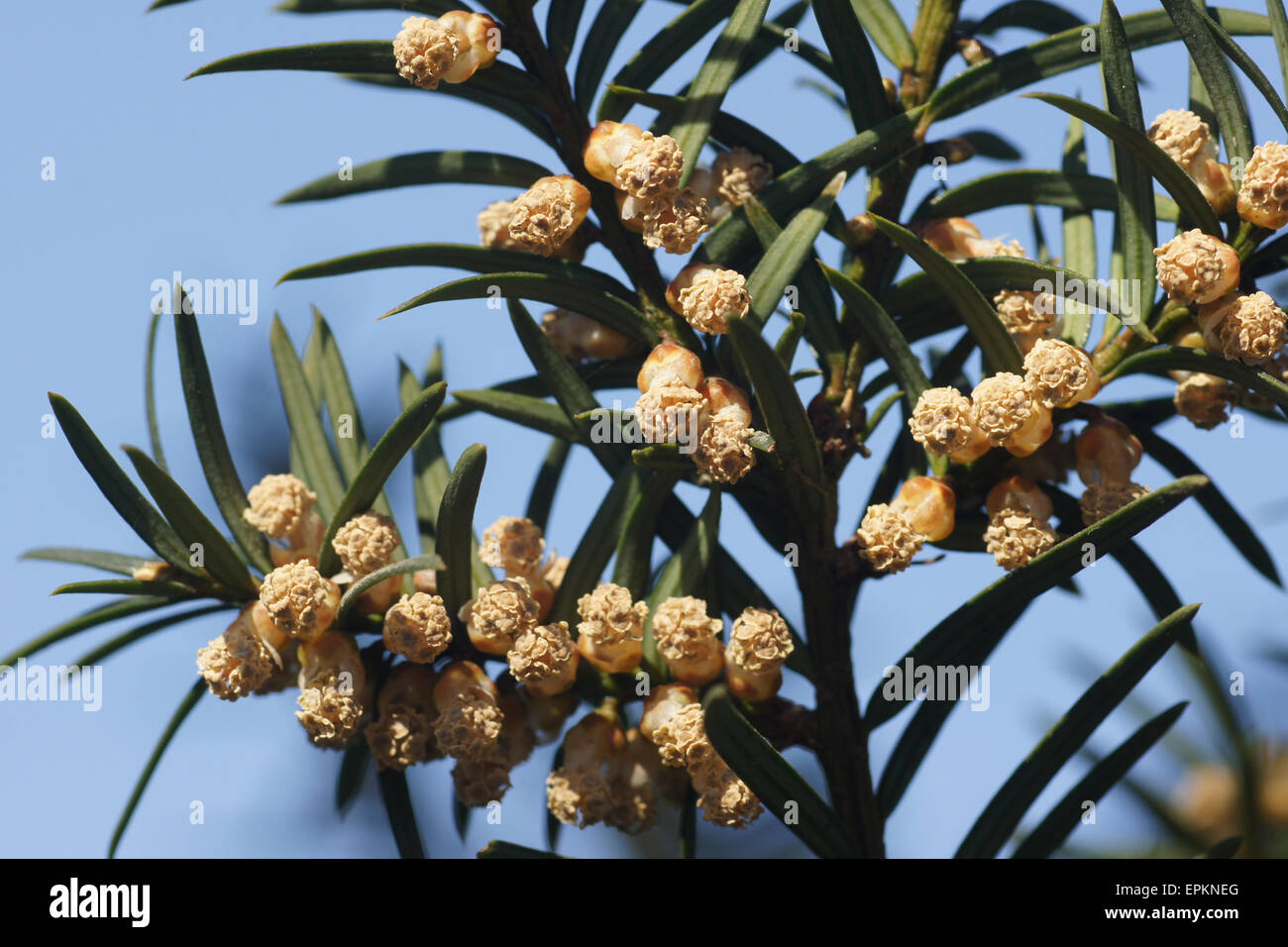 Taxus baccata yew male flowers hi-res stock photography and images - Alamy
