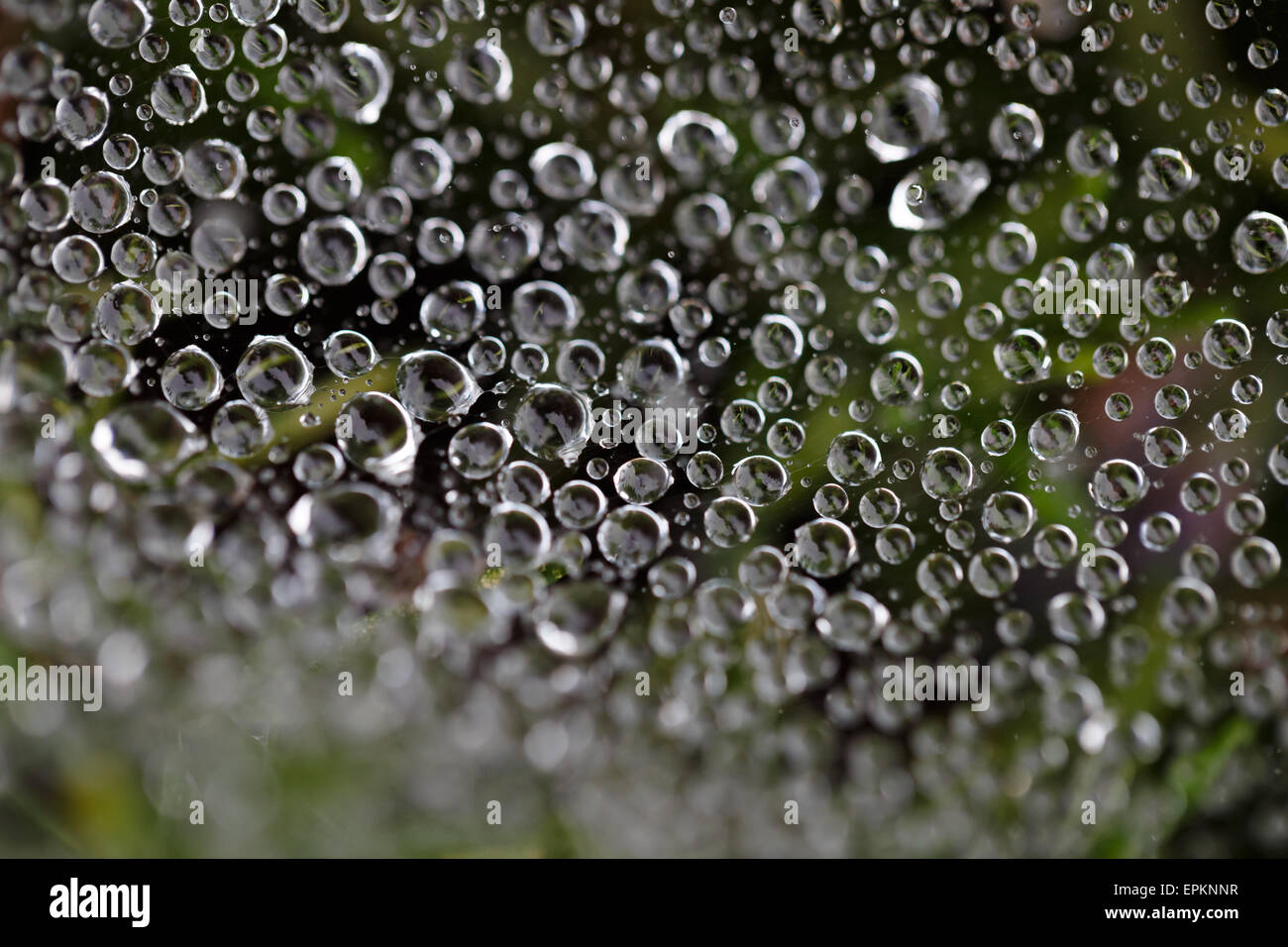 set of water drops on a spider web Stock Photo - Alamy