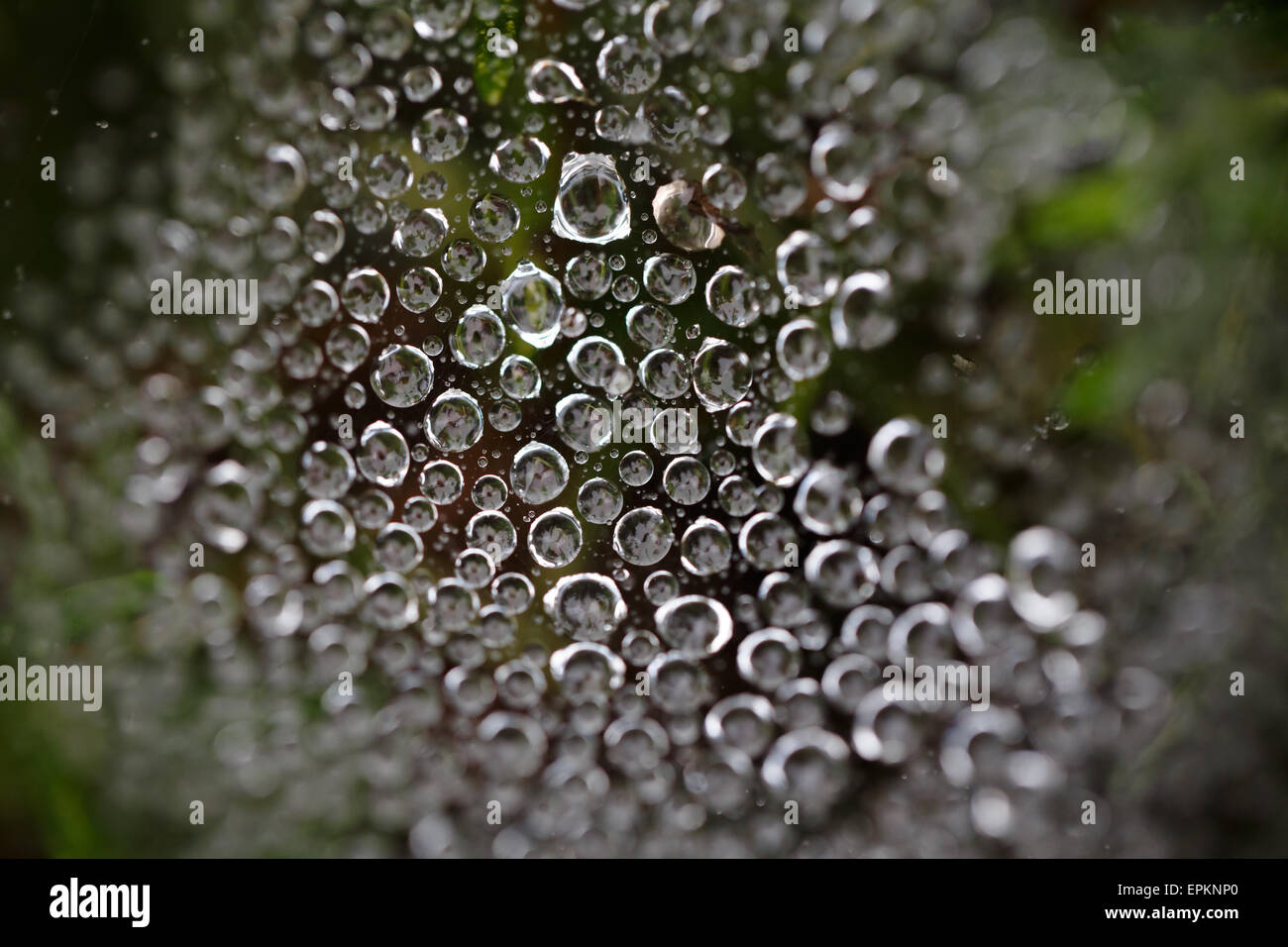 set of water drops on a spider web Stock Photo - Alamy