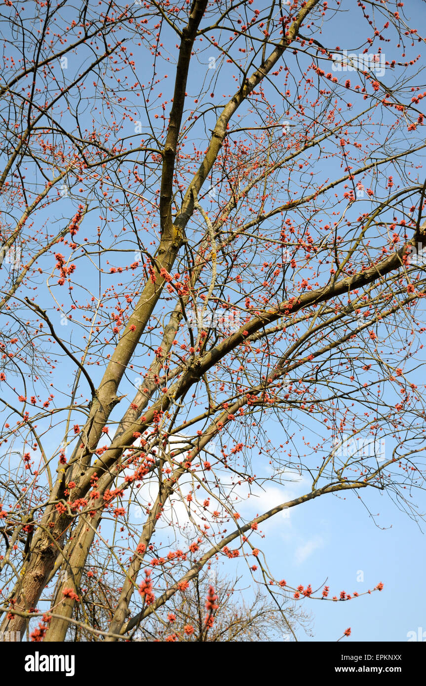 White maple soft maple river maple hi-res stock photography and images ...