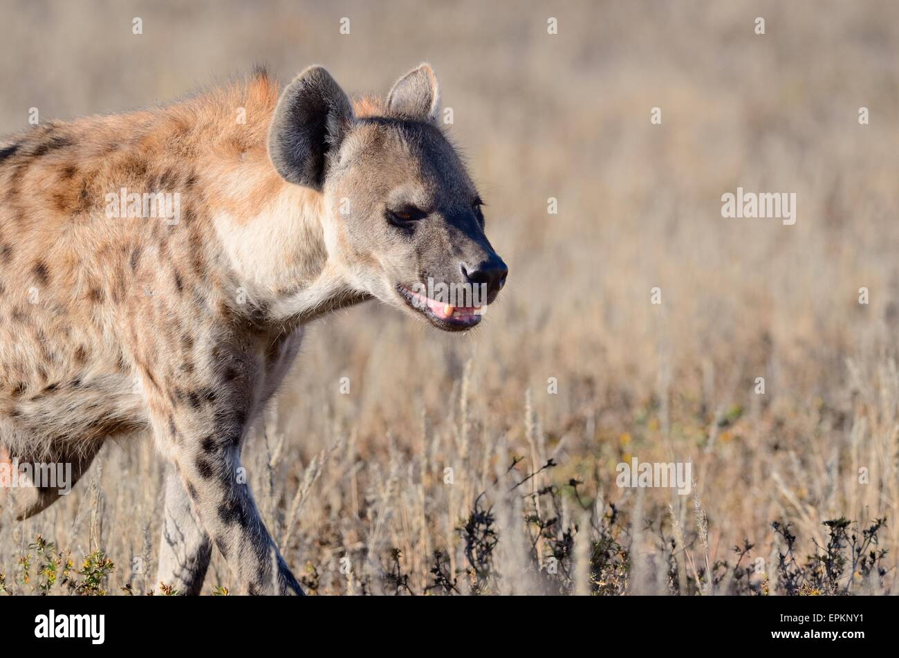 Spotted Hyena (Crocuta crocuta), walking in dry grass, Kgalagadi ...