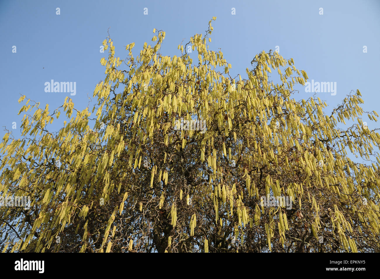 Corkscrew hazel hi-res stock photography and images - Alamy