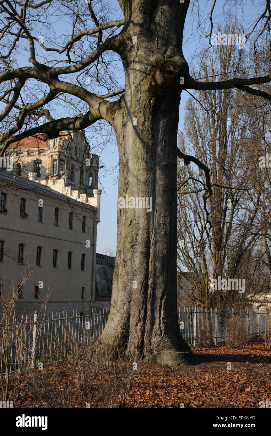 Buchen Rinde High Resolution Stock Photography and Images - Alamy