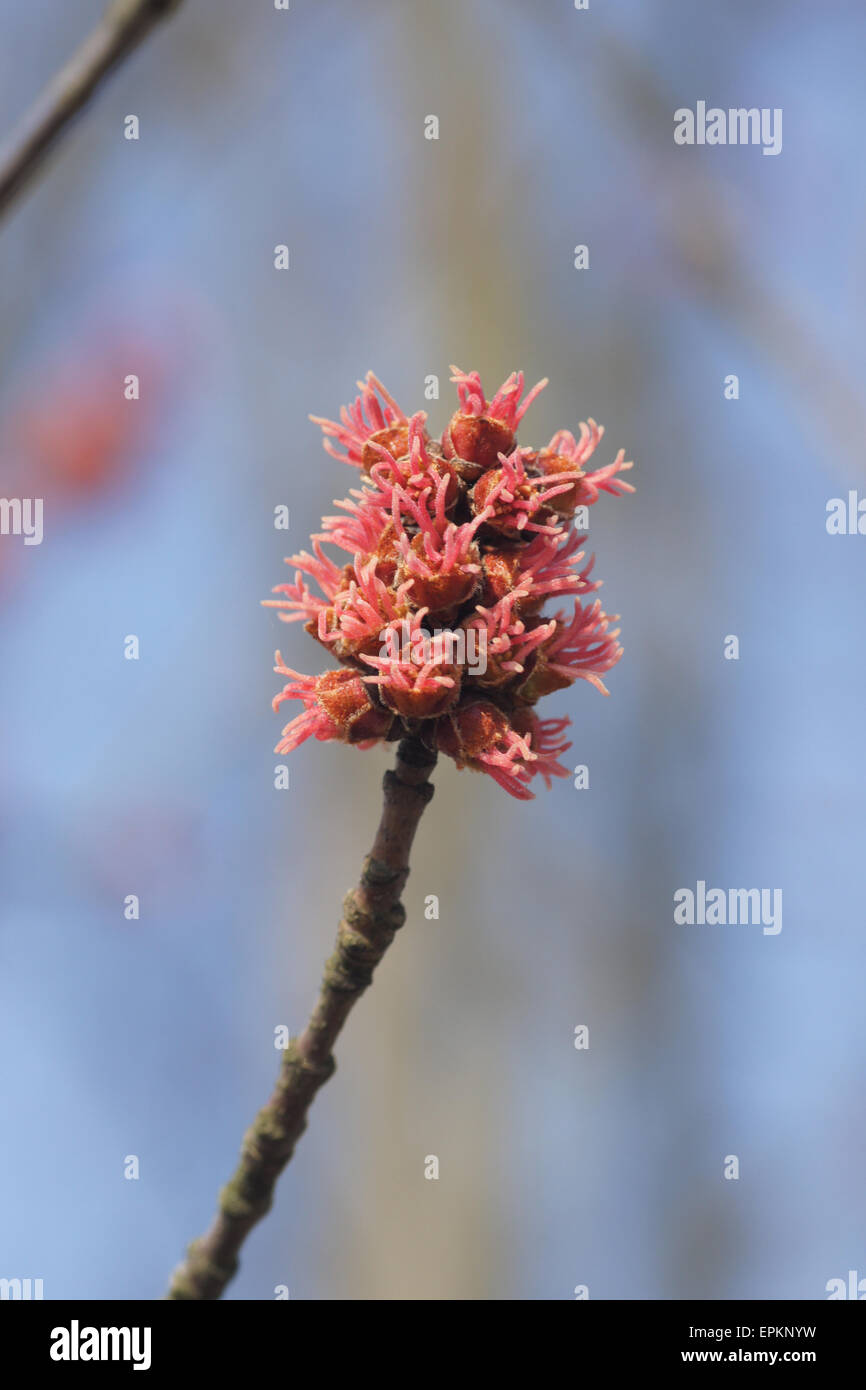 Silver maple trees hi-res stock photography and images - Alamy