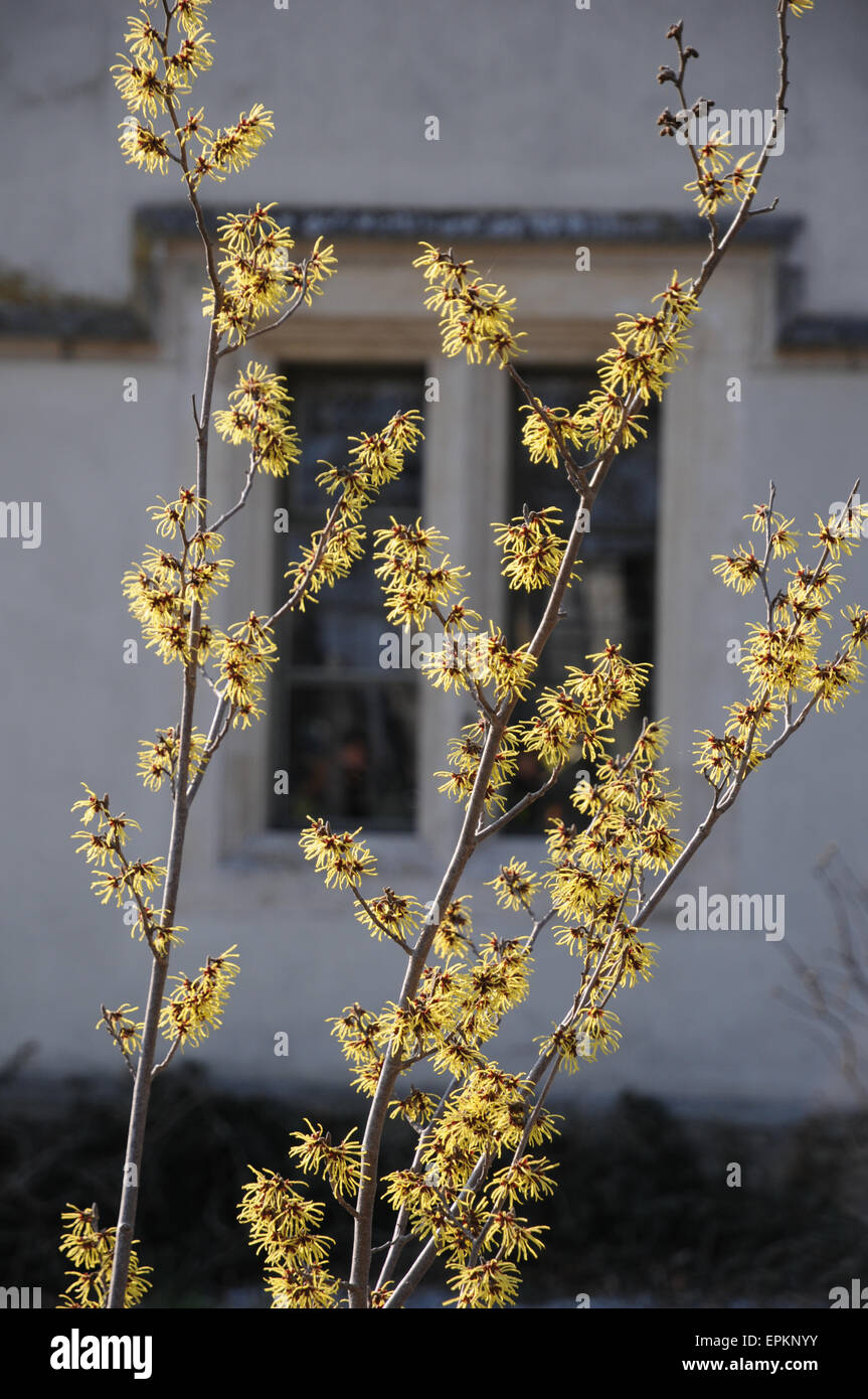 Chinese Witch Hazel High Resolution Stock Photography and Images - Alamy
