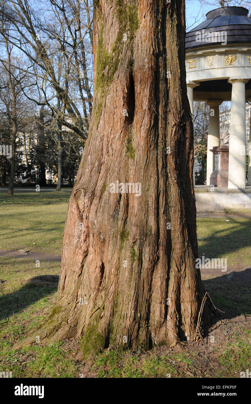 Chinese redwood hi-res stock photography and images - Alamy