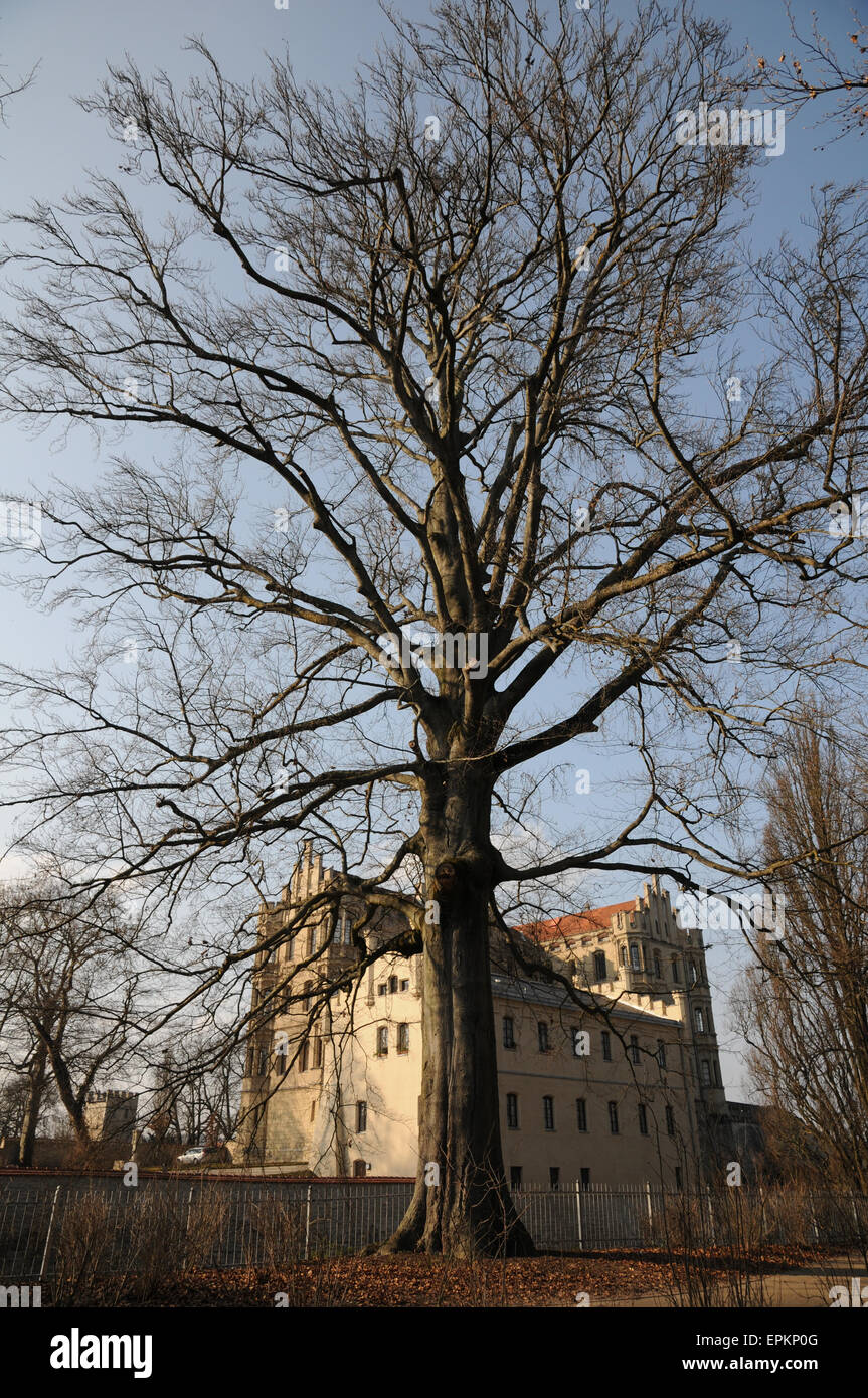 Buchen Rinde High Resolution Stock Photography and Images - Alamy