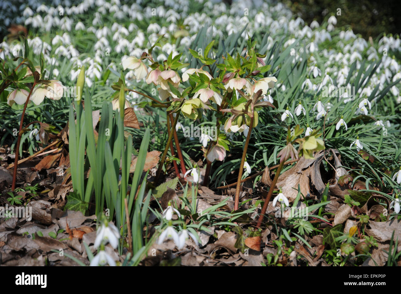 Evergreen hellebore hi-res stock photography and images - Alamy