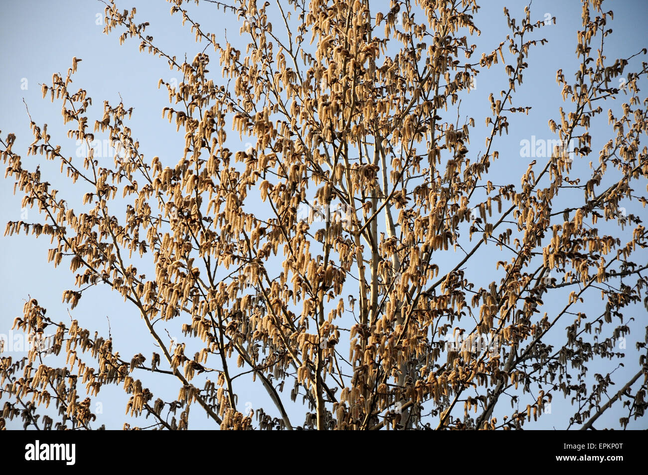 Aspen baum blatt hi-res stock photography and images - Alamy