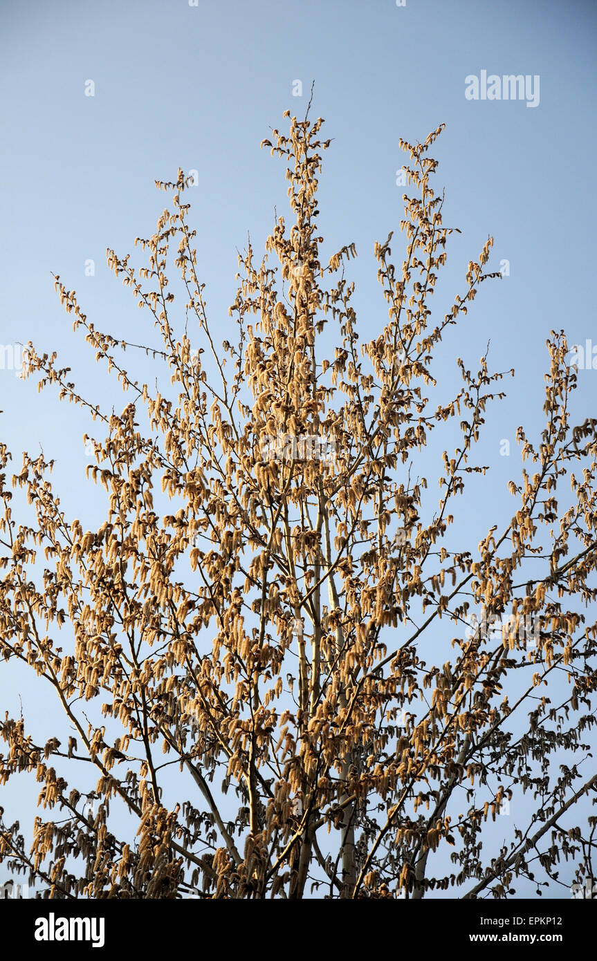 Aspen baum blatt hi-res stock photography and images - Alamy