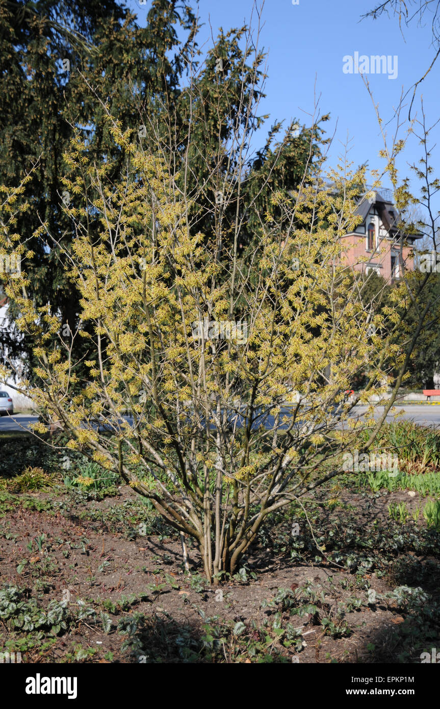 Chinese witch hazel Stock Photo - Alamy
