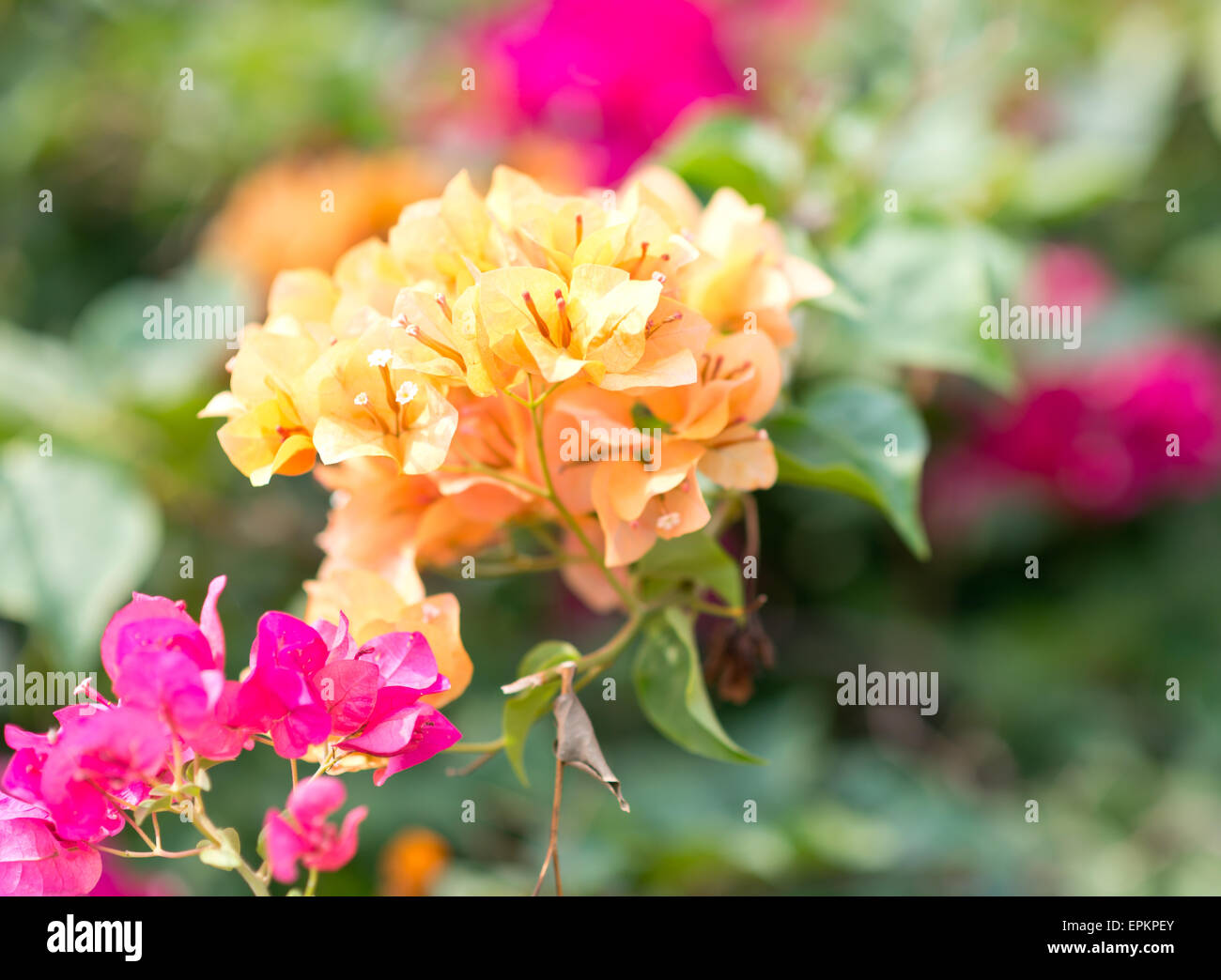 Tropical wild white flowers hi-res stock photography and images - Alamy