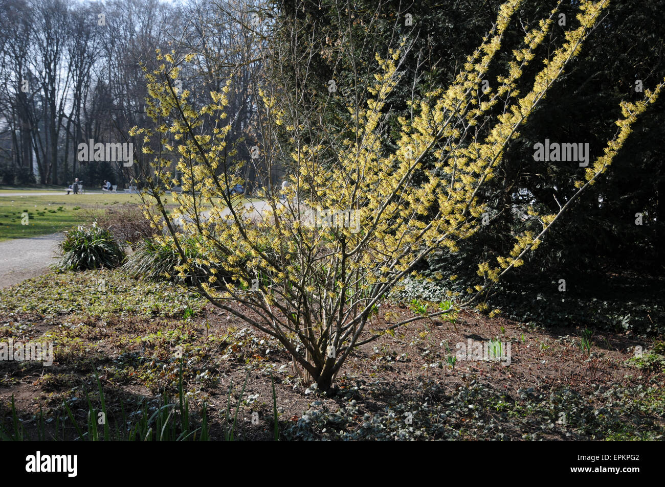 Chinese witch hazel flowers hi-res stock photography and images - Alamy