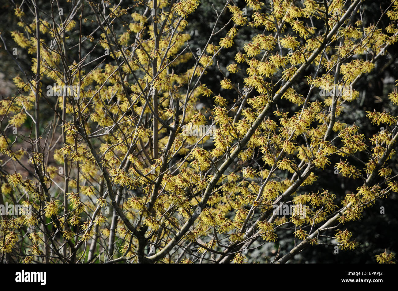 Chinese witch hazel Stock Photo - Alamy