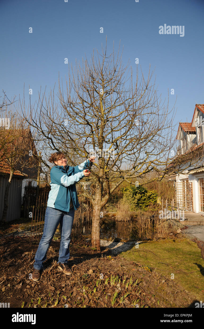 Tree pruning hi-res stock photography and images - Alamy