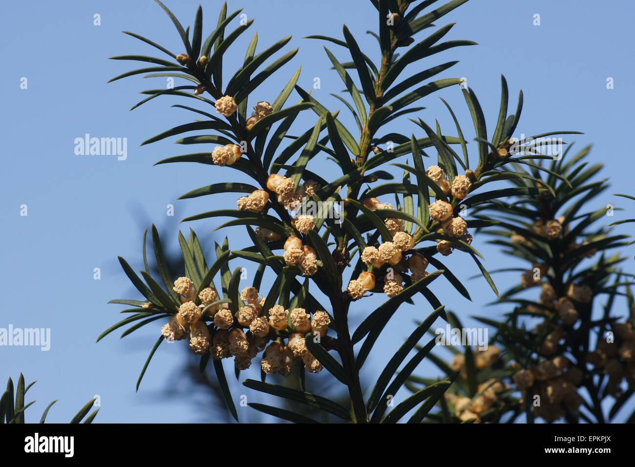 Male flowers of the yew tree hi-res stock photography and images - Alamy