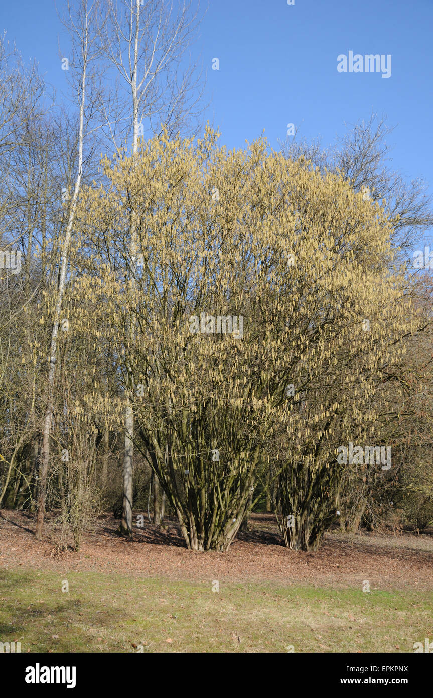 Wood shrub hi-res stock photography and images - Alamy