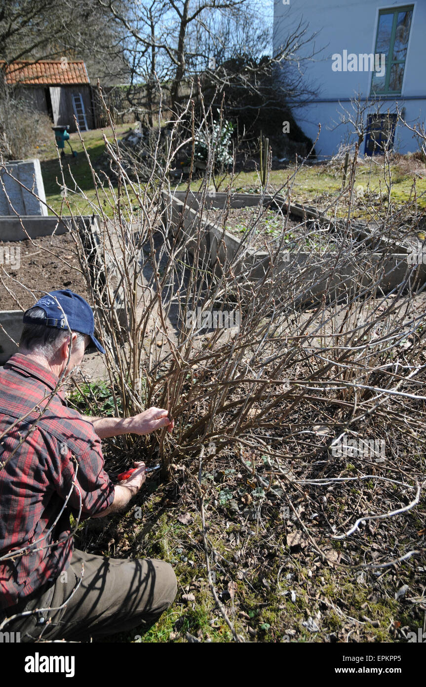 Red currant pruning Stock Photo - Alamy