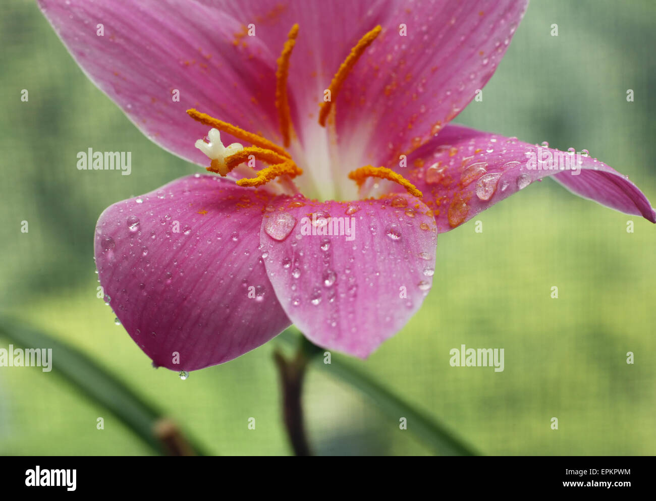 Flower pestles hi-res stock photography and images - Alamy