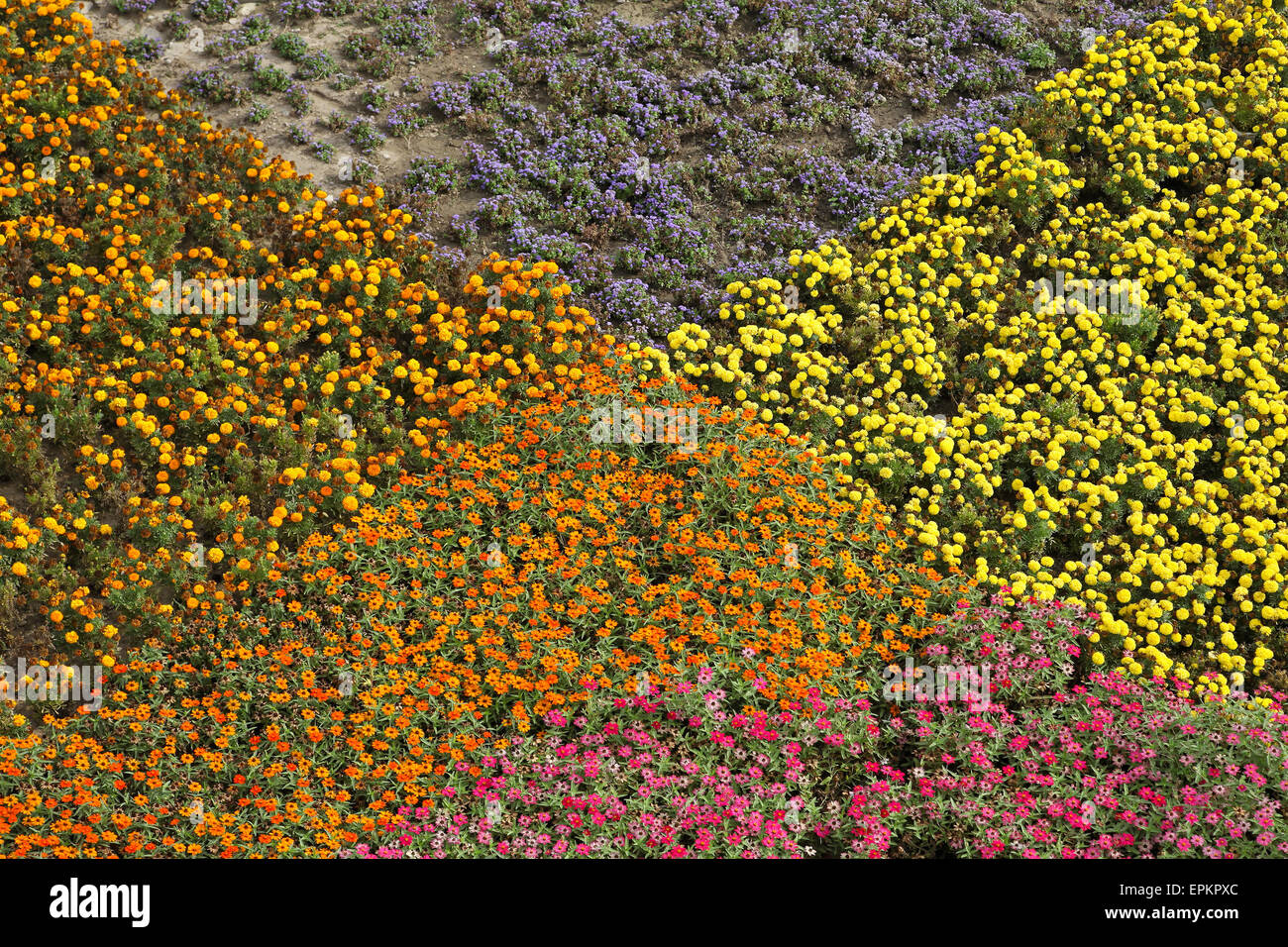 Flower flag hi-res stock photography and images - Alamy