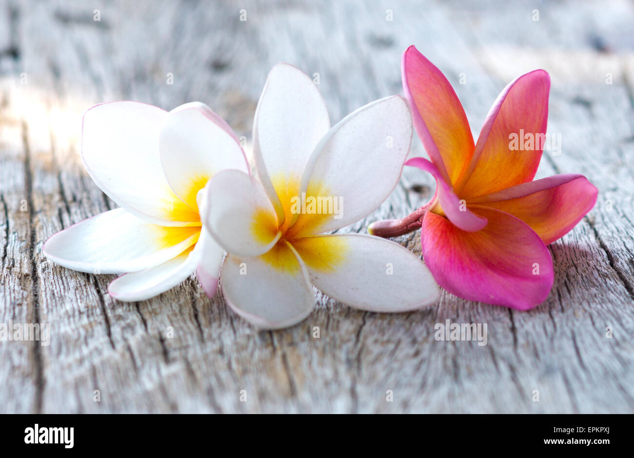 Tahitian flowers hi-res stock photography and images - Alamy