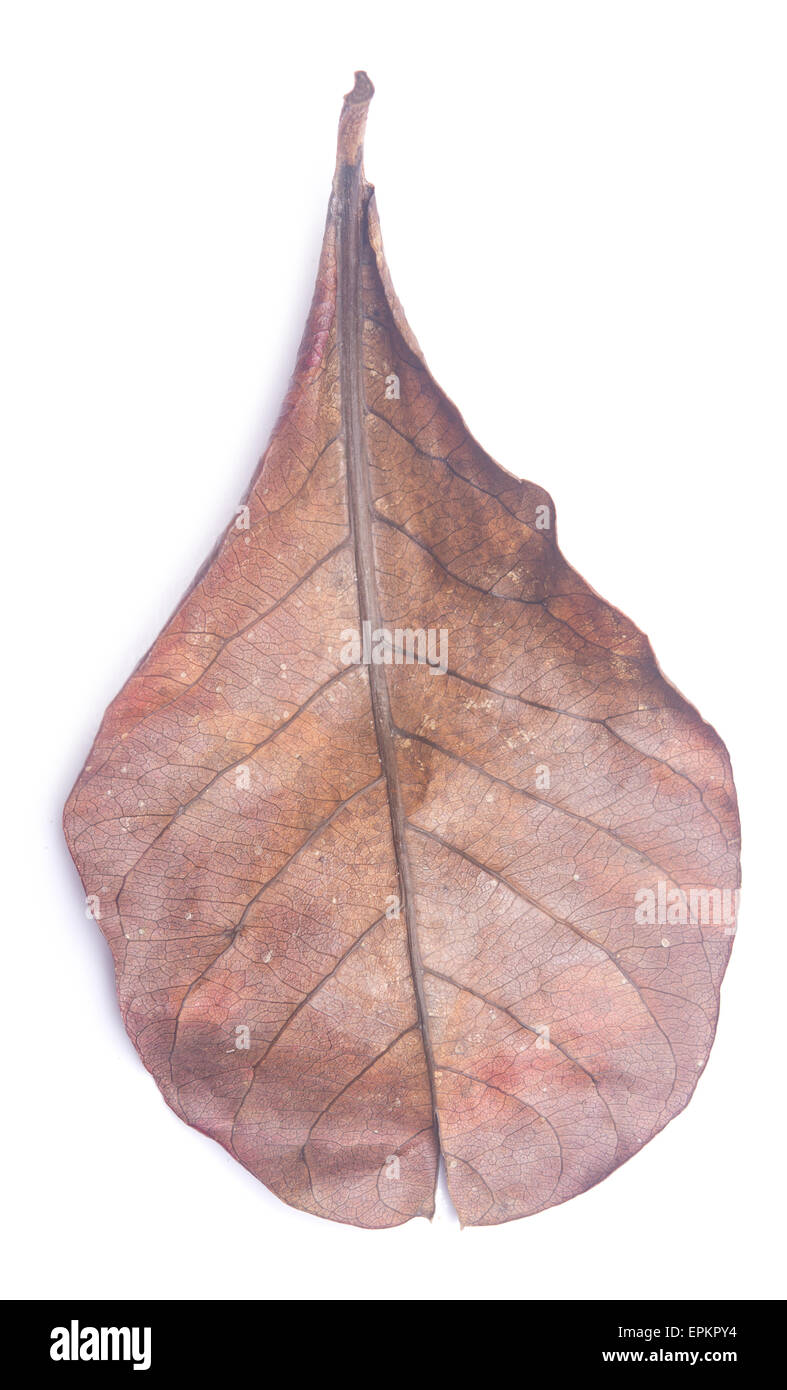 Stem dry detail Cut Out Stock Images & Pictures - Alamy