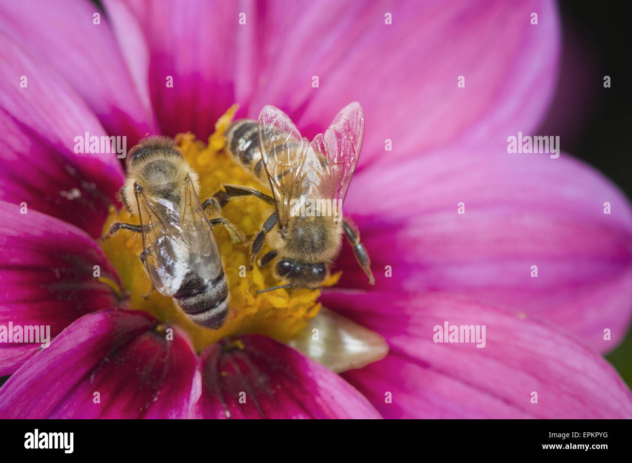 Two opposed hi-res stock photography and images - Alamy