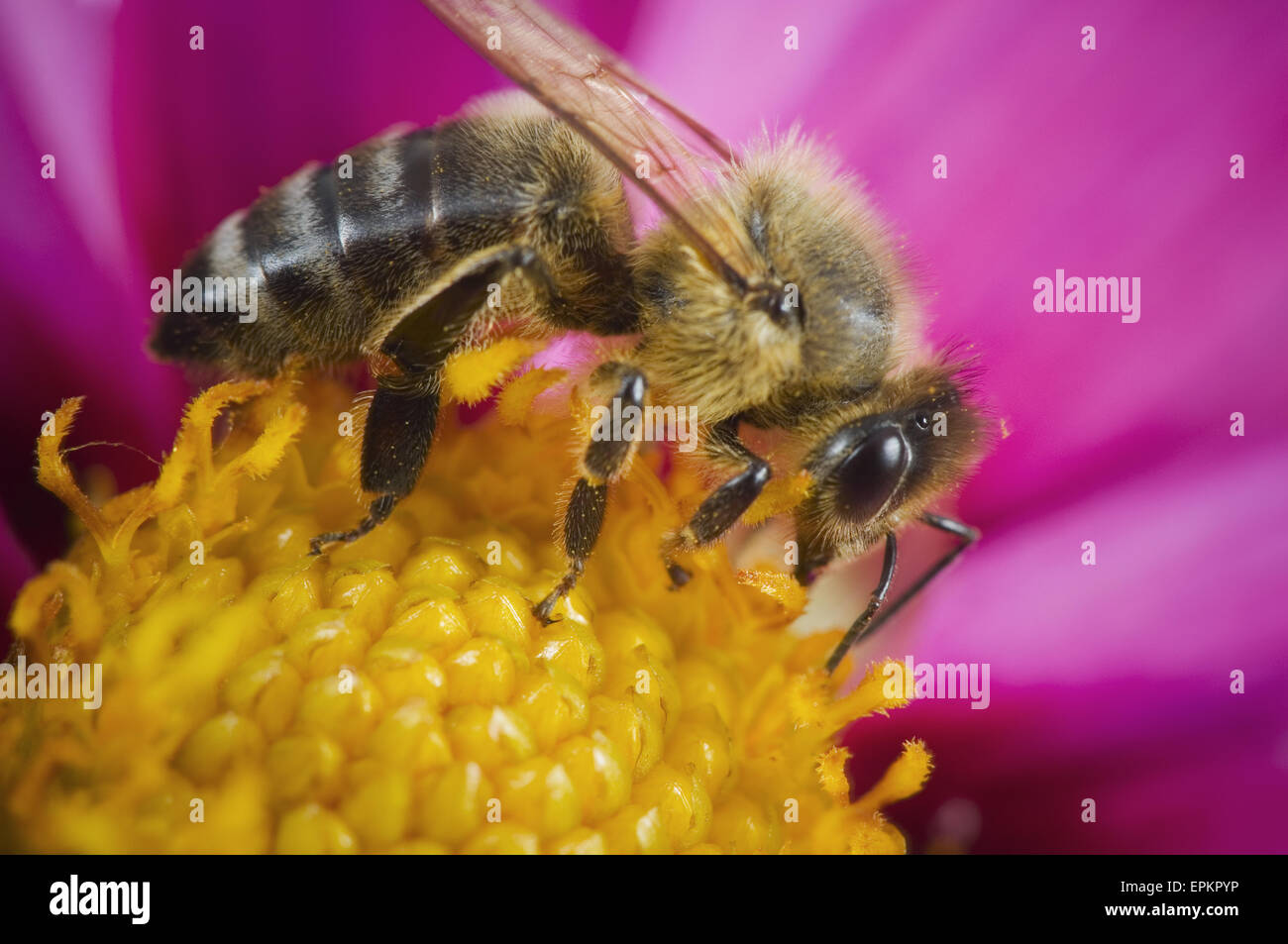 one bee on flowers stamp Stock Photo - Alamy