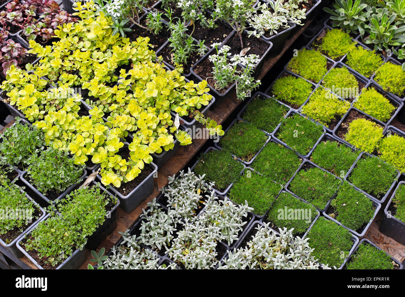 Nursery of seedlings hi-res stock photography and images - Alamy