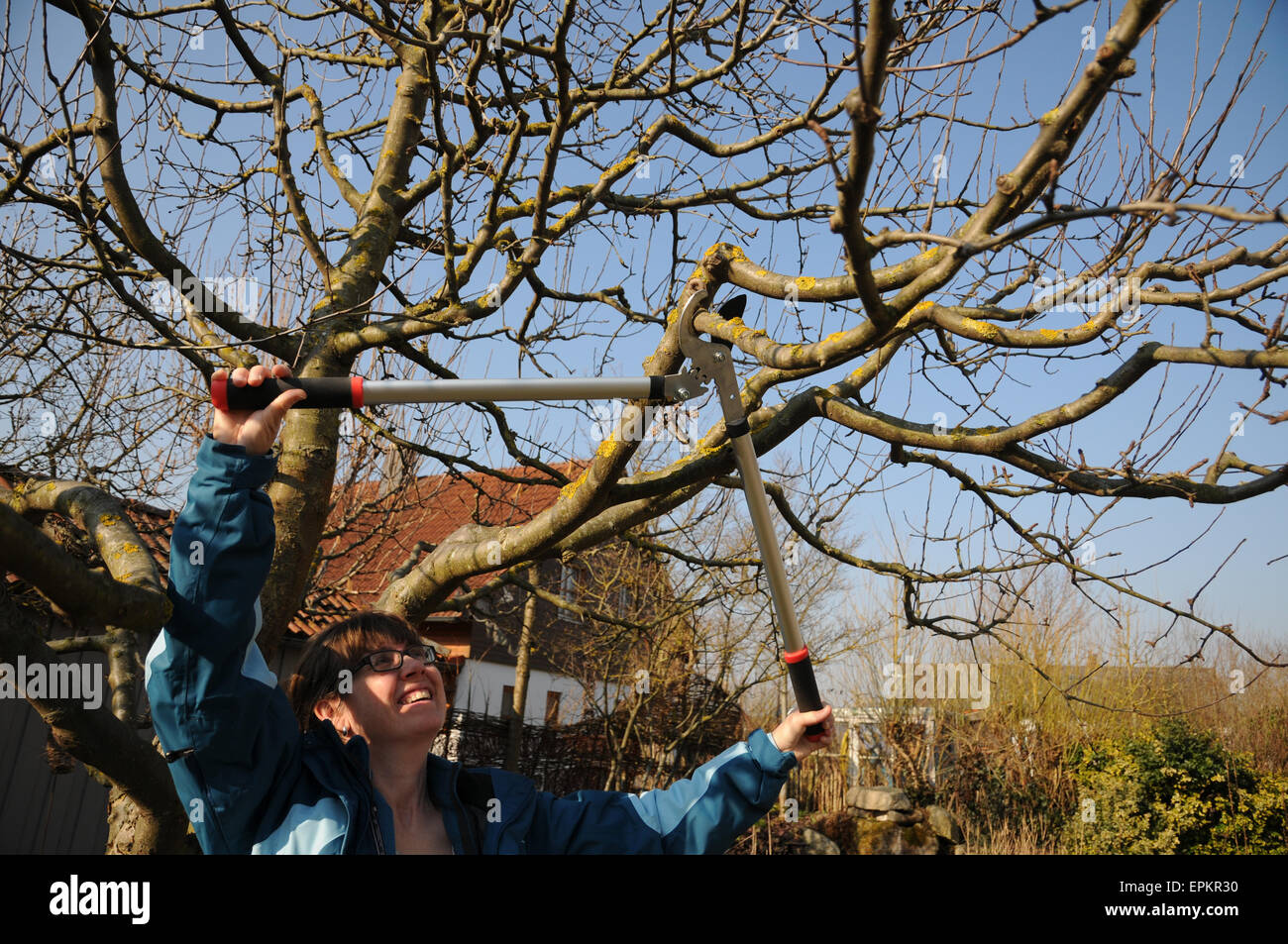 Apple tree pruning Stock Photo - Alamy