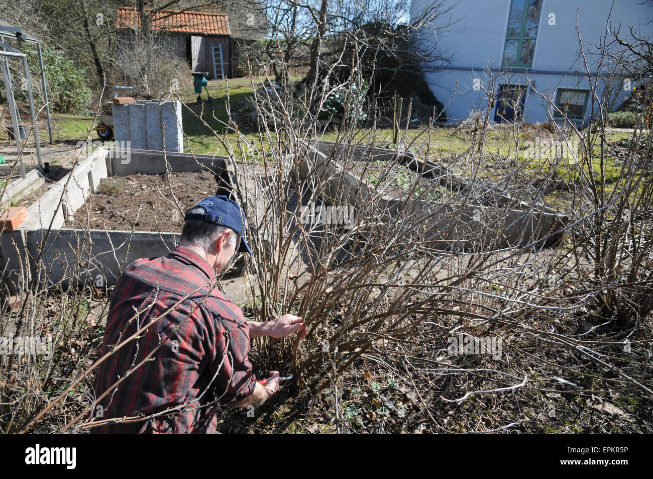 Red currant pruning Stock Photo - Alamy