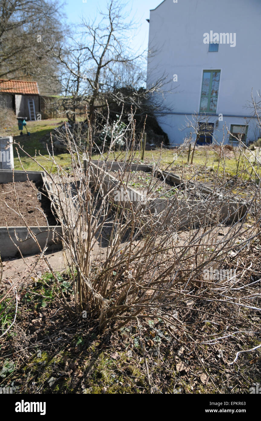 Red currant pruning Stock Photo - Alamy