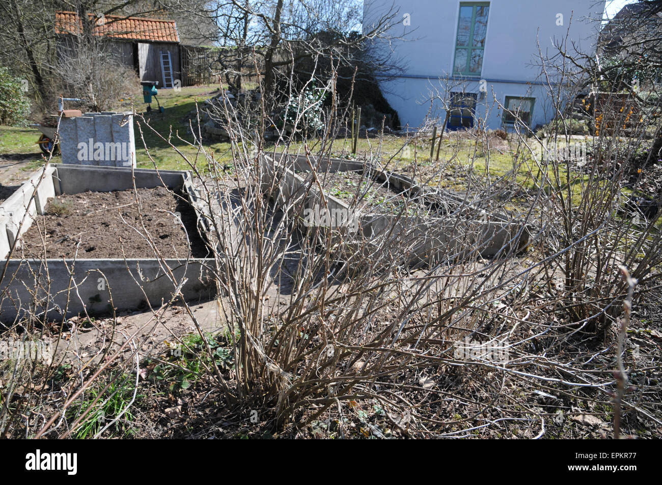 Red currant pruning Stock Photo - Alamy