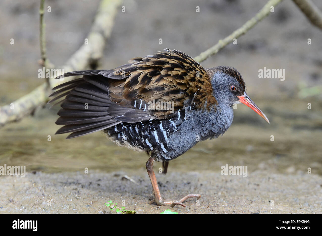 Fluffing High Resolution Stock Photography and Images - Alamy