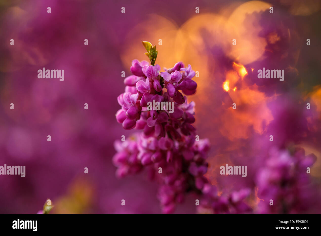 pink flowers of cercis at sunset Stock Photo - Alamy