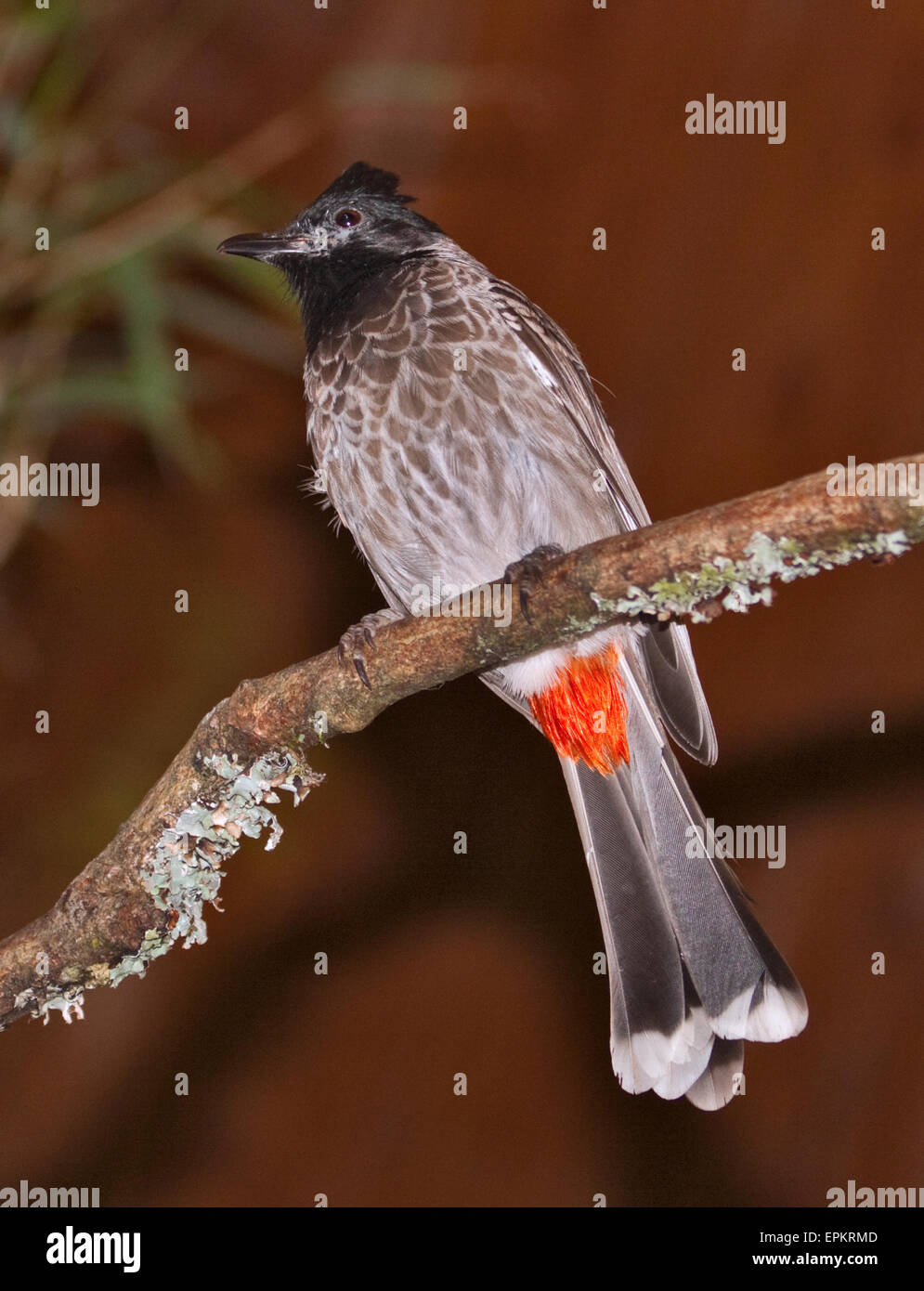 Red vented bulbul pycnonotus cafer hi-res stock photography and images ...