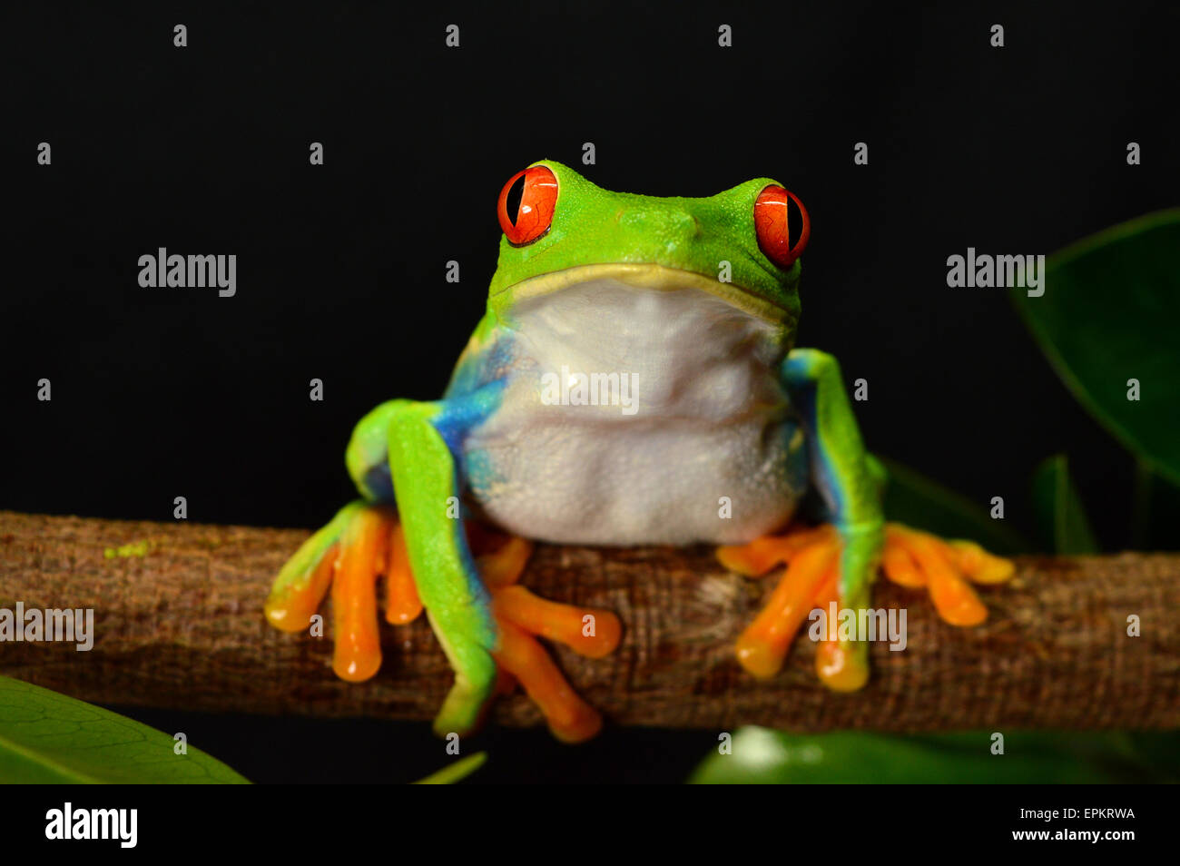 red eye frog Stock Photo - Alamy