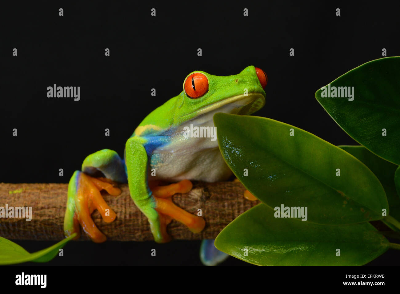 red eye frog Stock Photo - Alamy