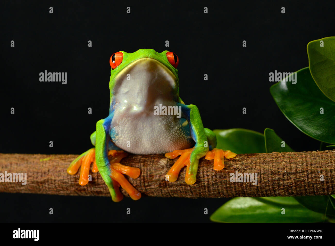 red eye frog Stock Photo - Alamy