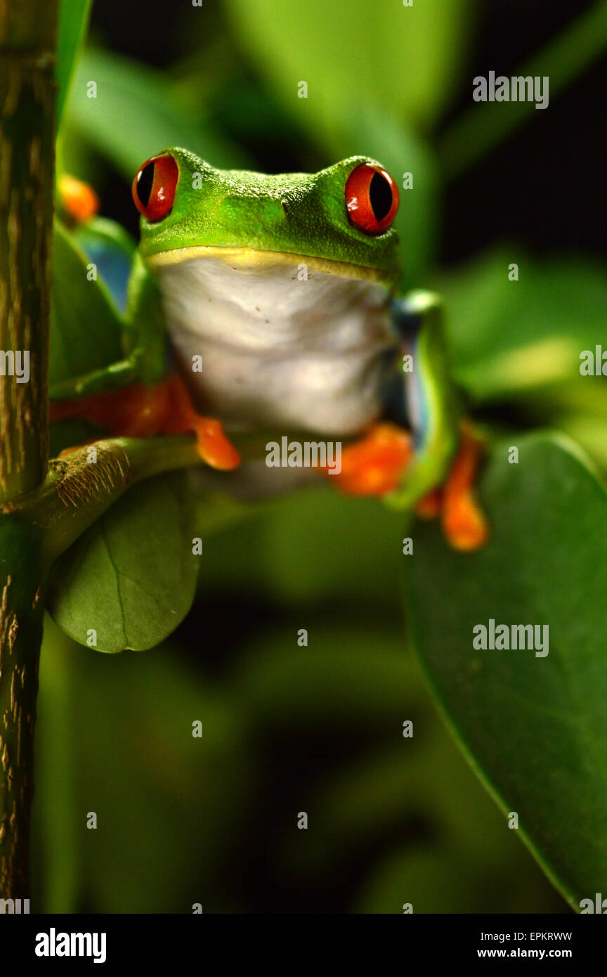 red eye frog Stock Photo - Alamy