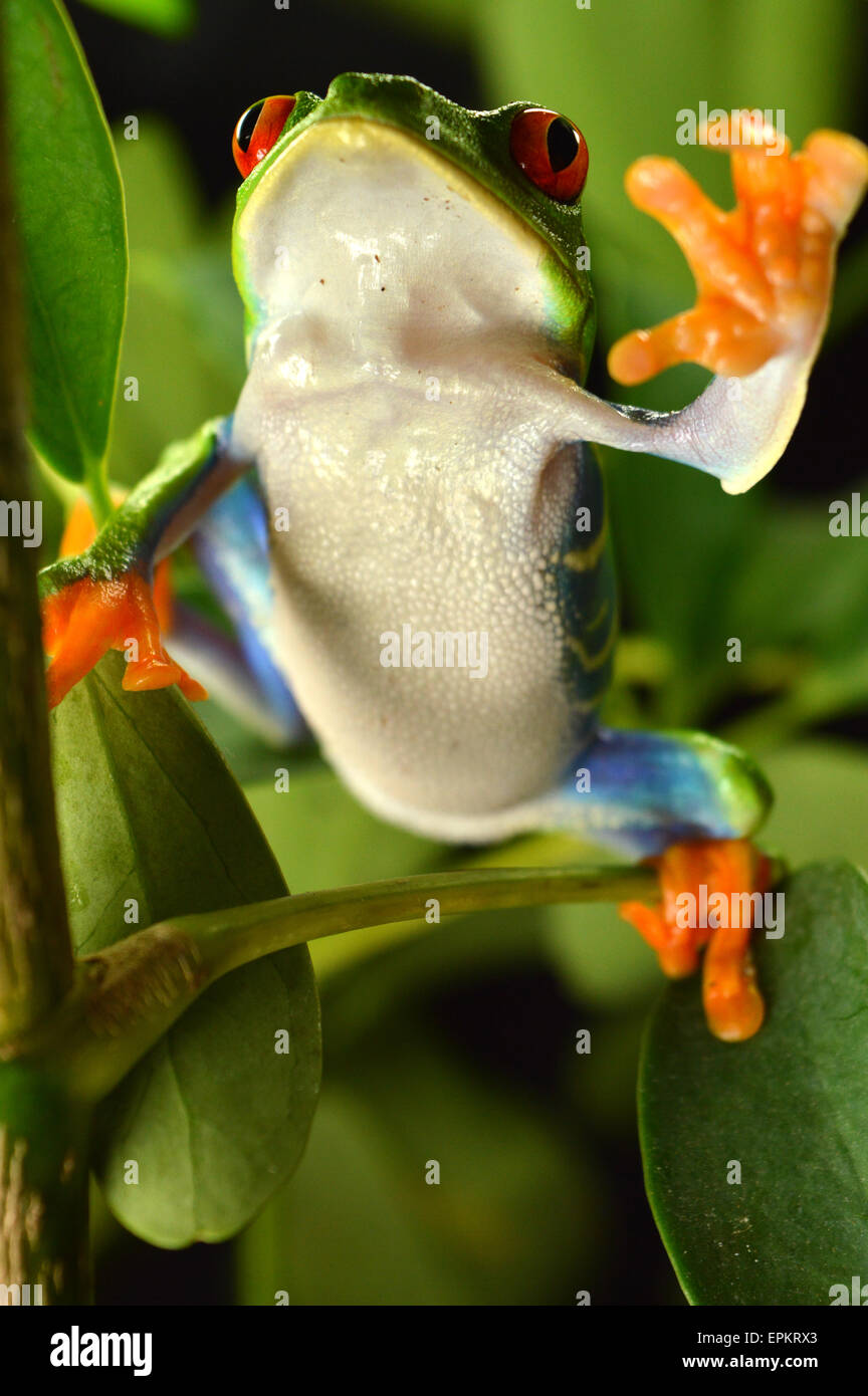 red eye frog Stock Photo - Alamy